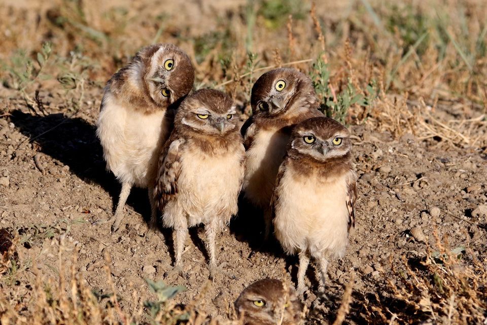 Werner hosts bird identification classes, Werner Wildlife Museum at ...