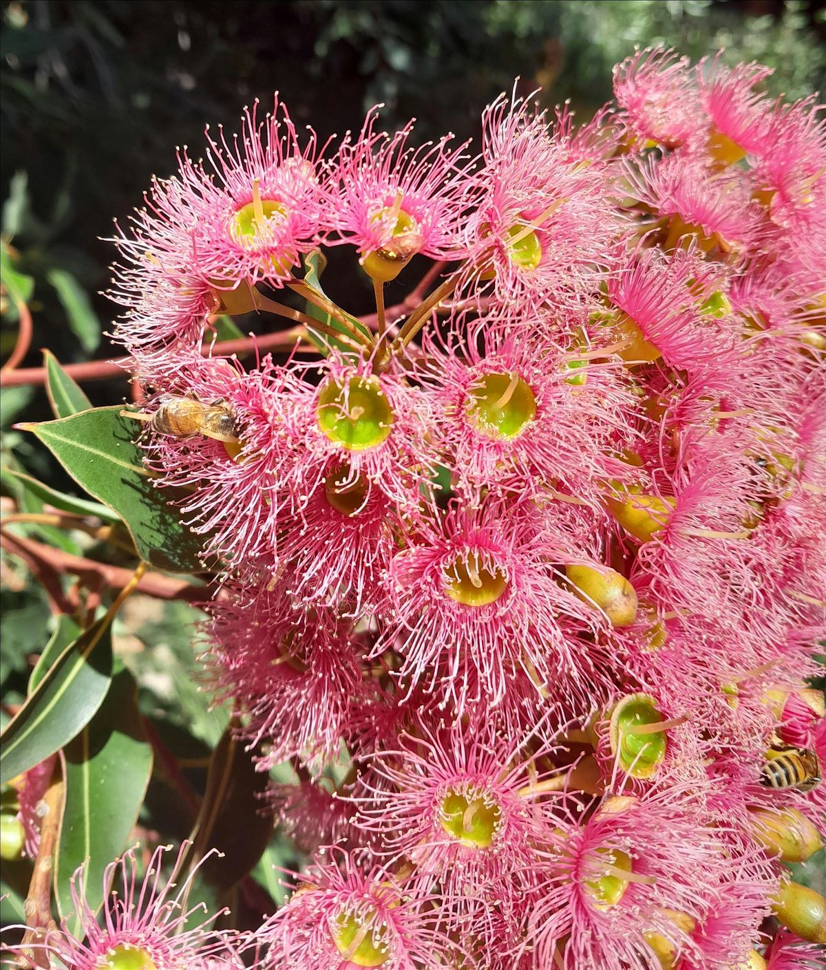 "Nuts About Gums" guided walk for National Eucalypt Day, North Coast ...