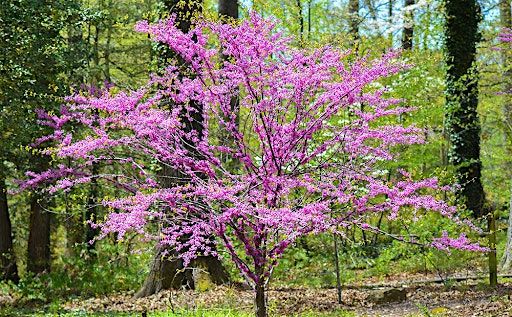 Terrific Trees Hike, Greenbelt Nature Center, Staten Island, 26 April ...