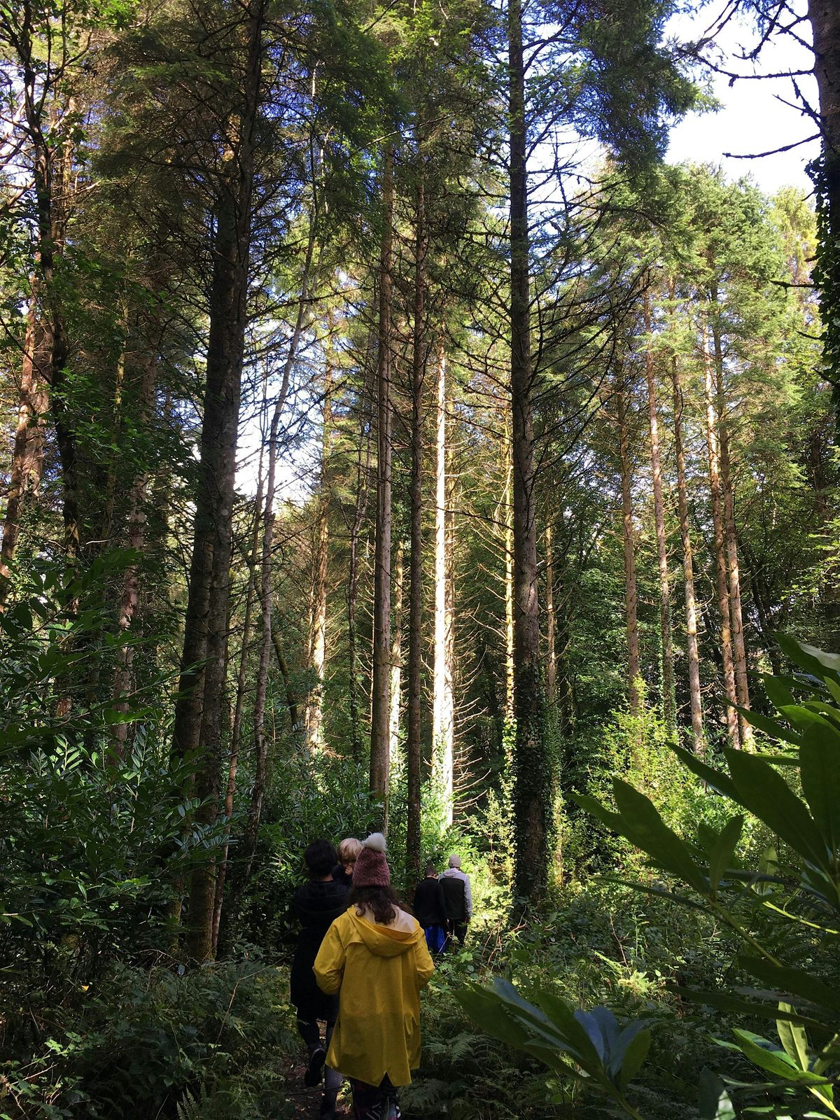 Mindfulness Outdoor Experience: Forest-Bathing & Nature-Based Practice ...