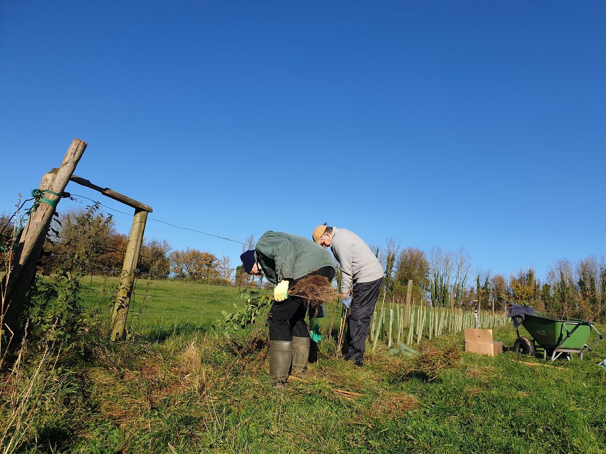 Hedge Planting Action Day - The Hampshire Hedge WEEKEND SPECIAL 17th ...