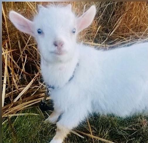 Morning Infant & Baby Goat Bottle Feeding & Snuggle, Little Goat Farm ...