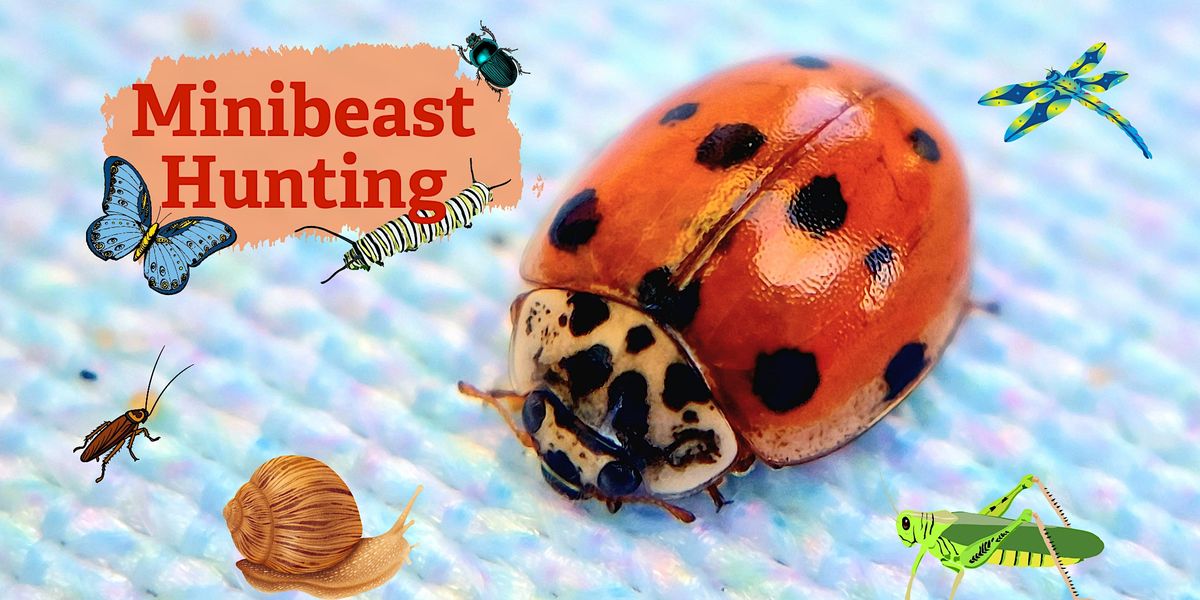 Minibeast Hunting in the Sand Dunes, North Promenade Dunes, St Anne's ...