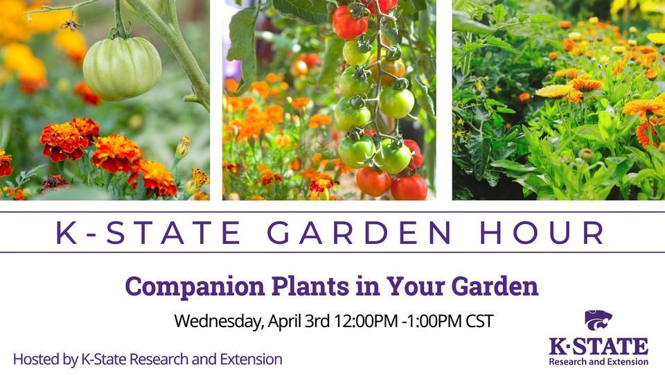 K-State Garden Hour: Companion Plants in Your Garden, K-State ...