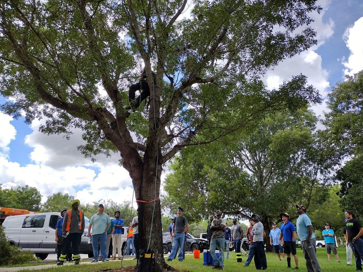 Pruning for Improved Wind Tolerance & Chain Saw Safety Best Practices ...
