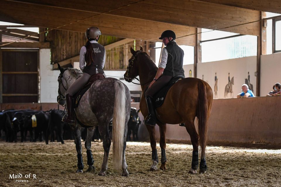 WED Rindertraining, Reitschule Anja Oetting, Leverkusen, February 16 to ...