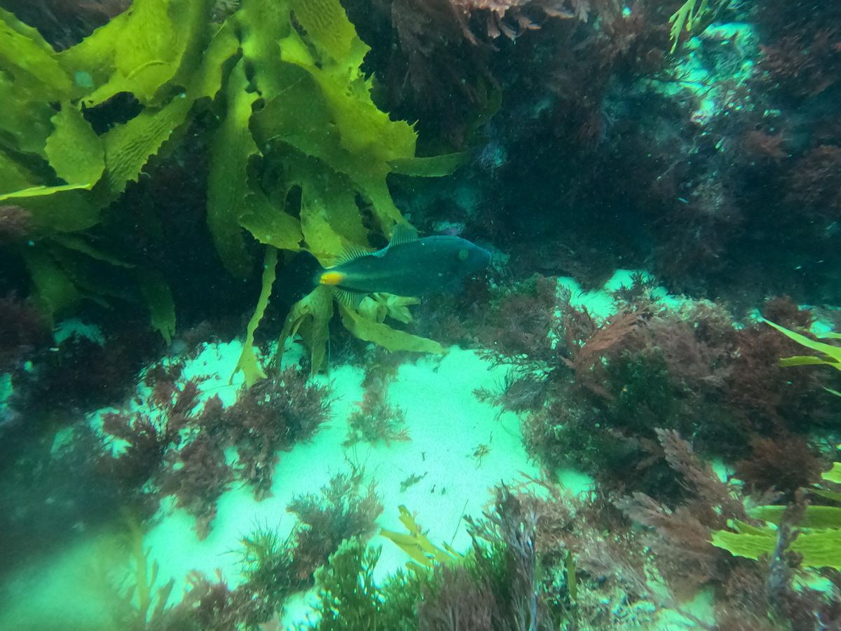 The Great Victorian Fish Count 2023 #1 - Popes Eye, Sea All Dolphin ...