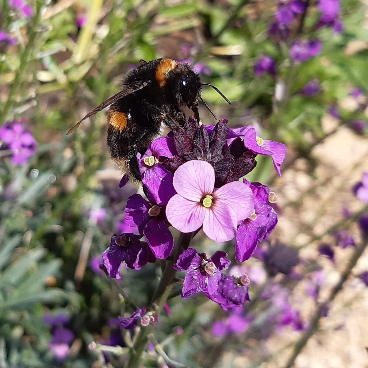 Planning your Wildlife Garden - talk by Angela Morley, Shepton Mallet ...