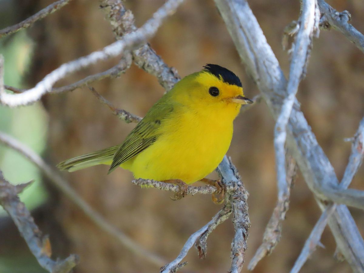 Guided Birding Hike along the Manzanita Lake Trail, Manzanita Lake ...