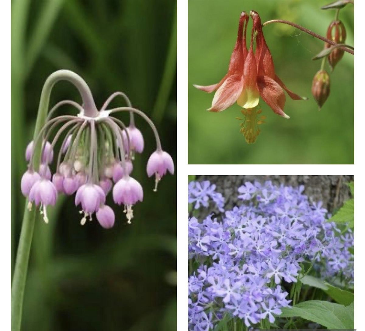 Native Plant Plugs Sale, 762 South Road, Wurtsboro, NY, USA, 19 May ...