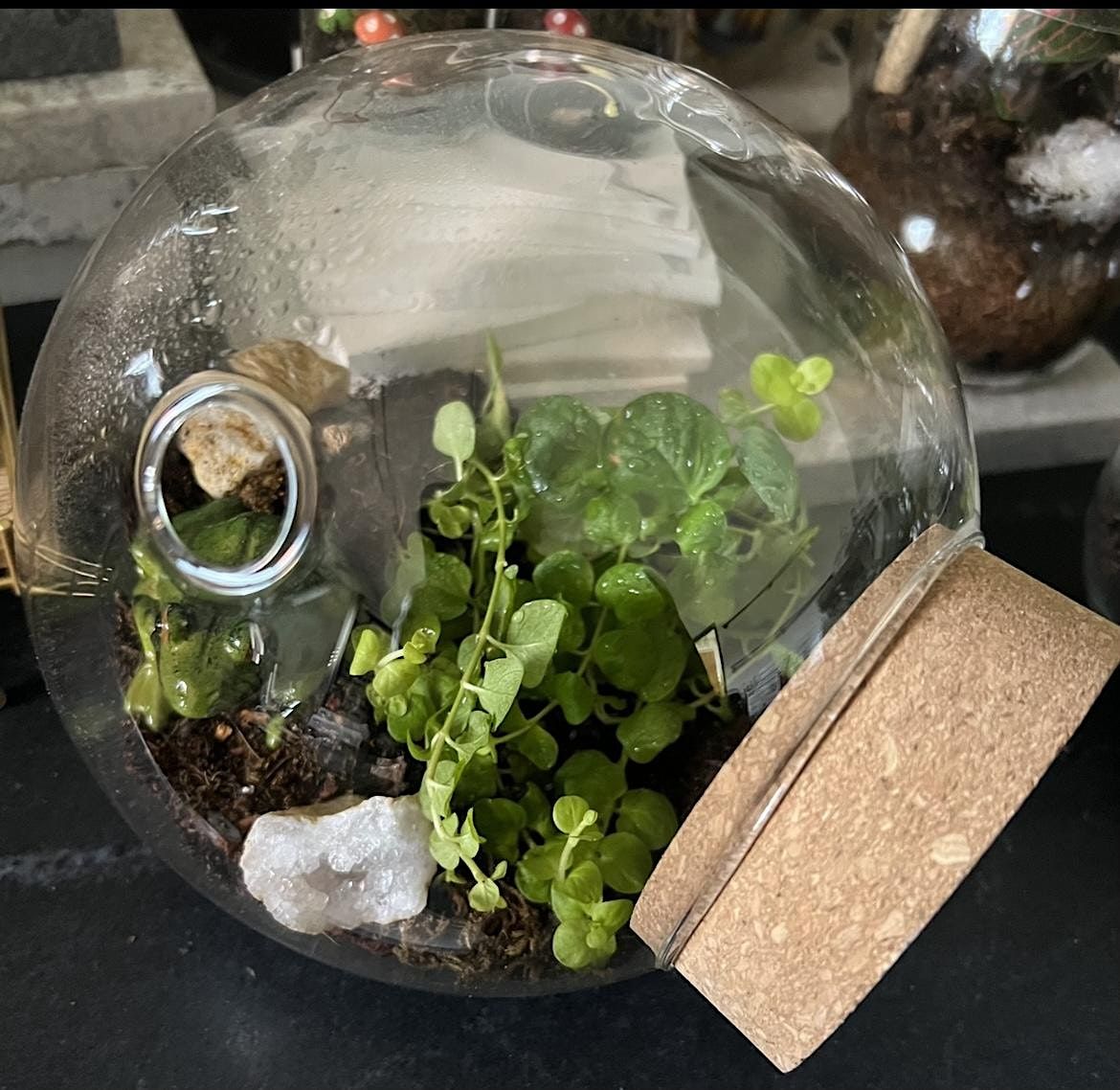 Terrarium Workshop Holiday Happy Hour at Garden in a Glass KCMO, Mix it ...