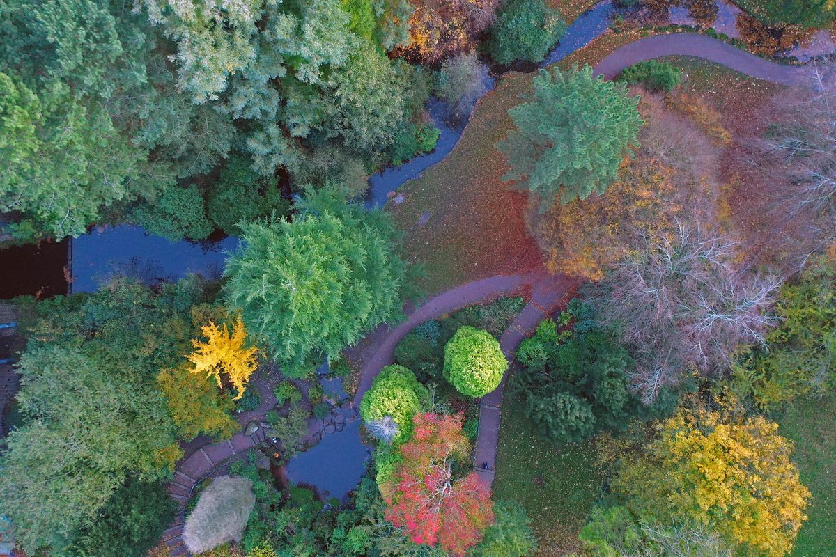 TREE WALK #1: WINTER TREES, Sefton Park, Liverpool, 21 January 2024 ...