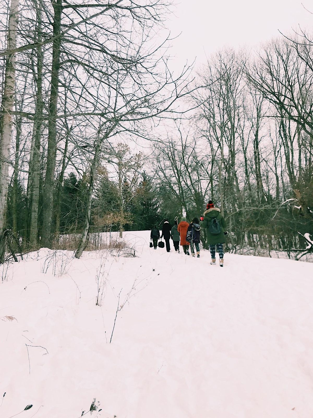 Frolic #72 | Winter Plant Wander, Castle Frank Station, Toronto, 18 ...