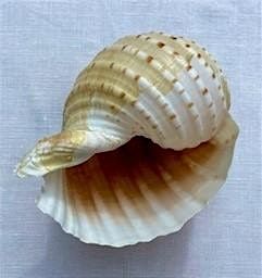 Filling the Shell, Fremantle Library, 11 April 2024 | AllEvents