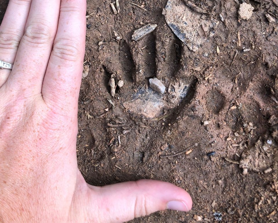 Family Wildlife Detectives, Bear Creek Nature Center, Colorado Springs ...