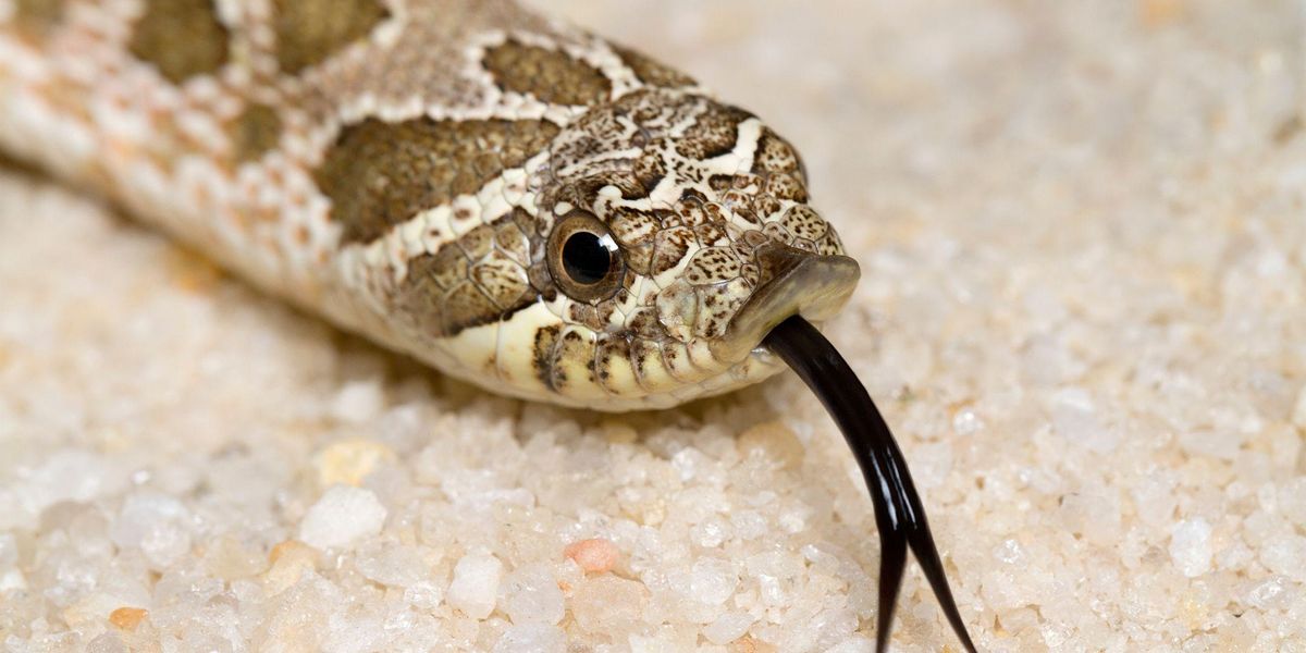 FAMILY EVENT: Snake Night!, UF/IFAS Extension Sarasota County, 24 ...
