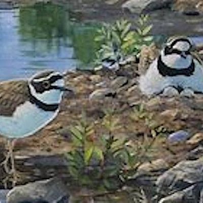 Learn to draw and paint birds with Steve Cale, Cley Marshes Visitor ...