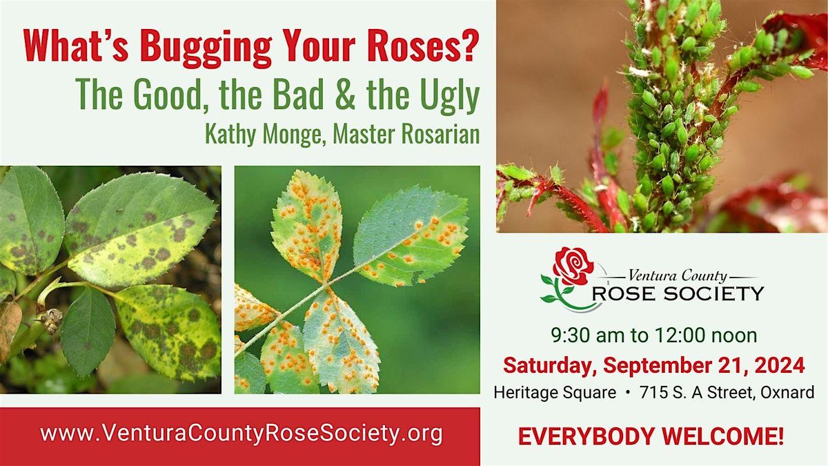 Whats Bugging Your Roses? The good, the bad, and the ugly., Heritage ...