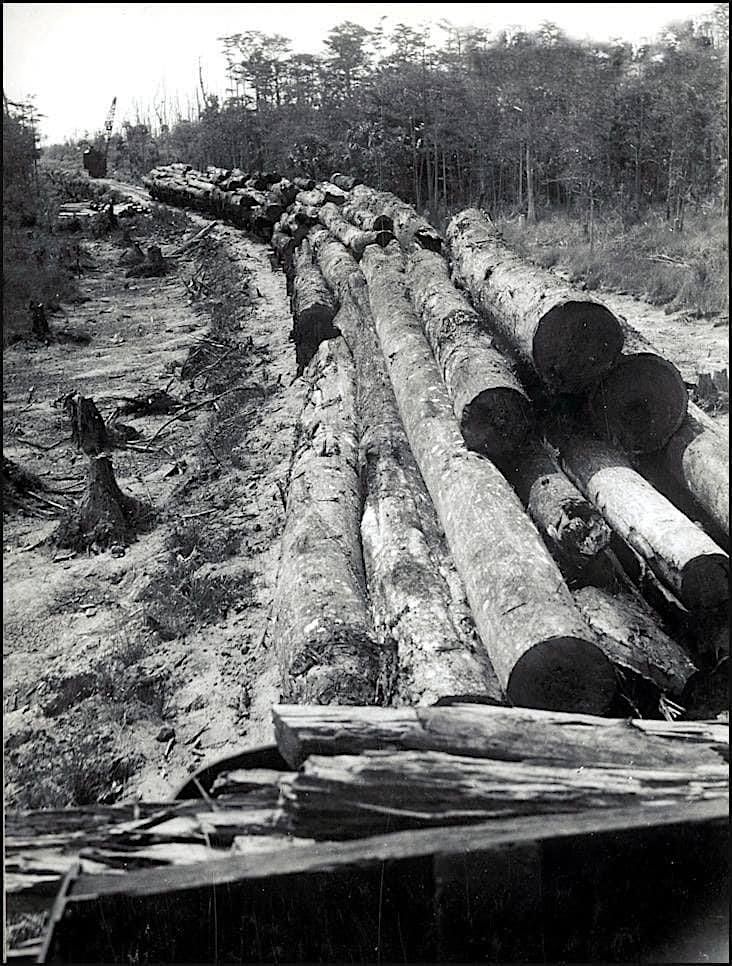 Lecture: Logging the Swamp: A Brief History of the Lumber Industry ...
