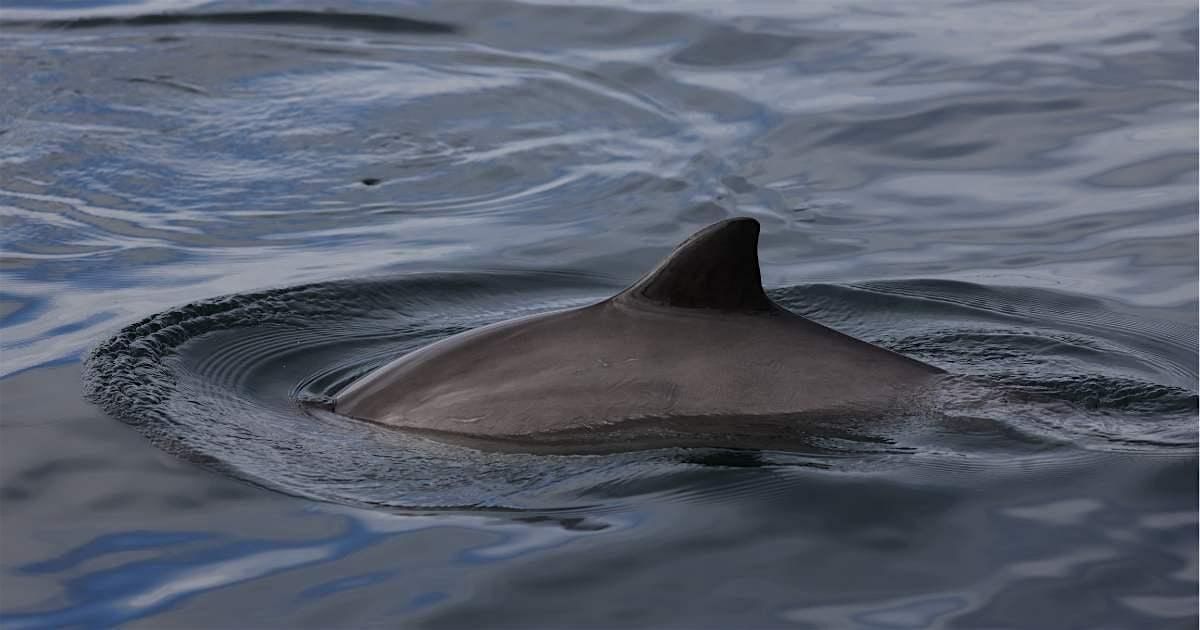 Marine Fest - Fins & Flukes: Whale and Dolphin Watching around Scotland ...