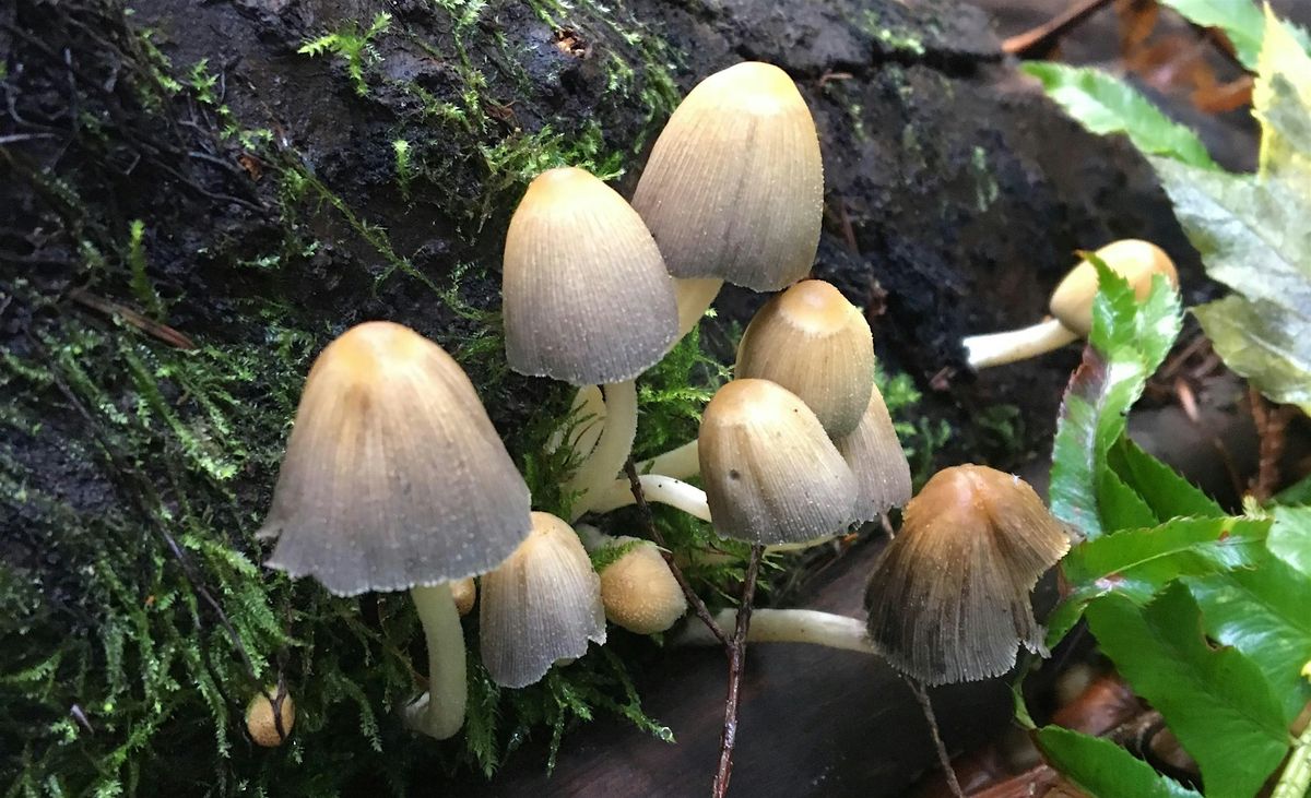 Spotting Edible Mushrooms in Spirit Park - Noon Walking Tour (75 min ...