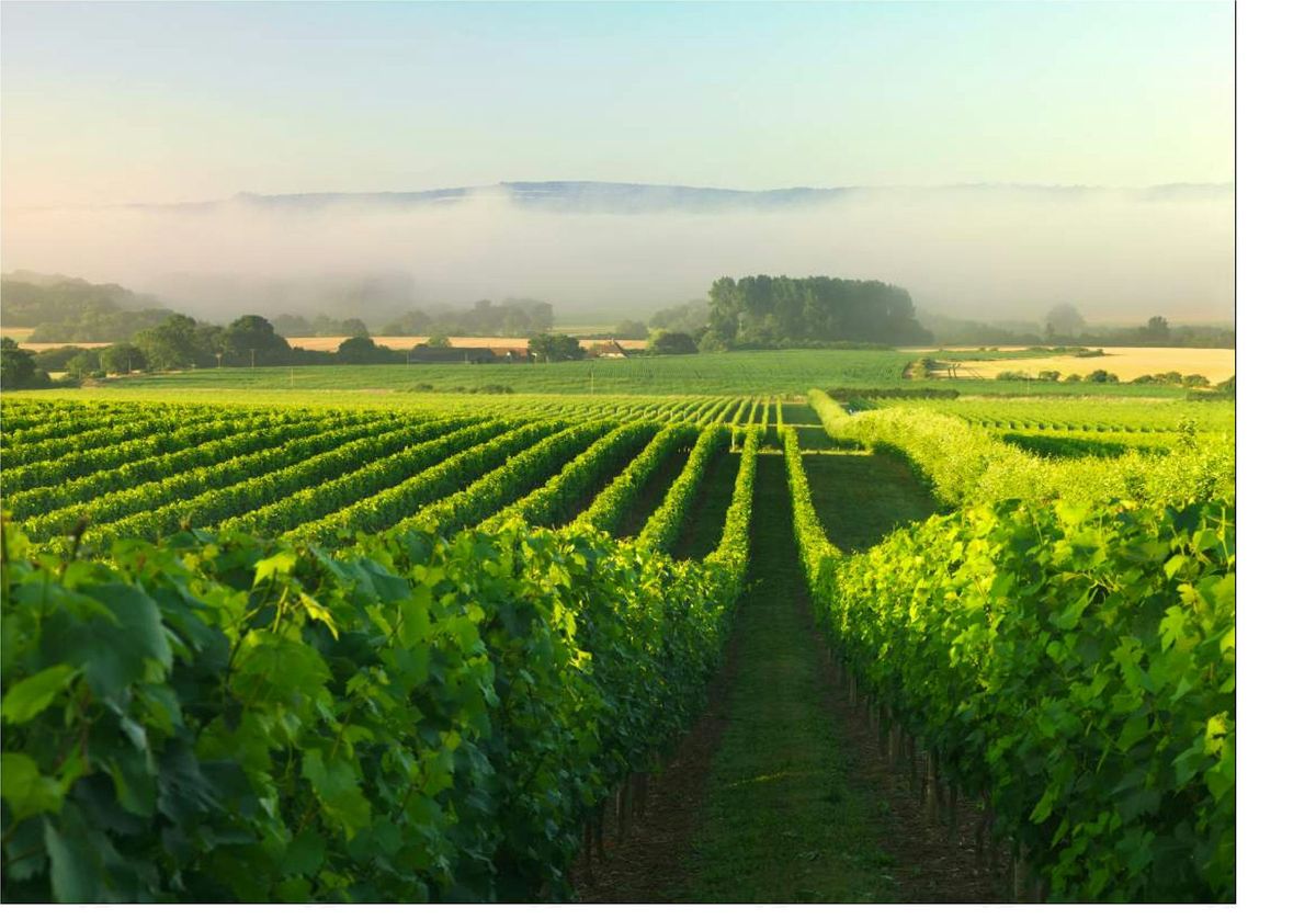 Wines of the World: Piedmont, Waitrose & Partners Horsham, 2 July 2024 ...