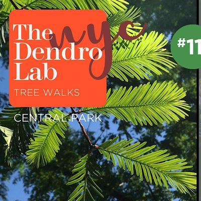 Conifers II - The Cypress Family: Tree Identification Workshop (10 ...