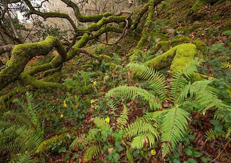British ferns: basics and dips into the difficult, Gleann Casail, near ...