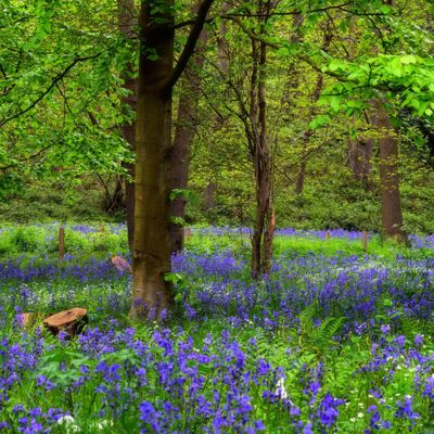Redbridge Rainbow On the Move! Wanstead bluebell walk, Wanstead Park ...