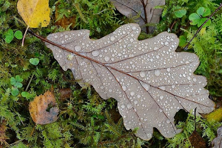 Photography - Fungi & the Autumn Colours, Nower Wood Educational Nature ...