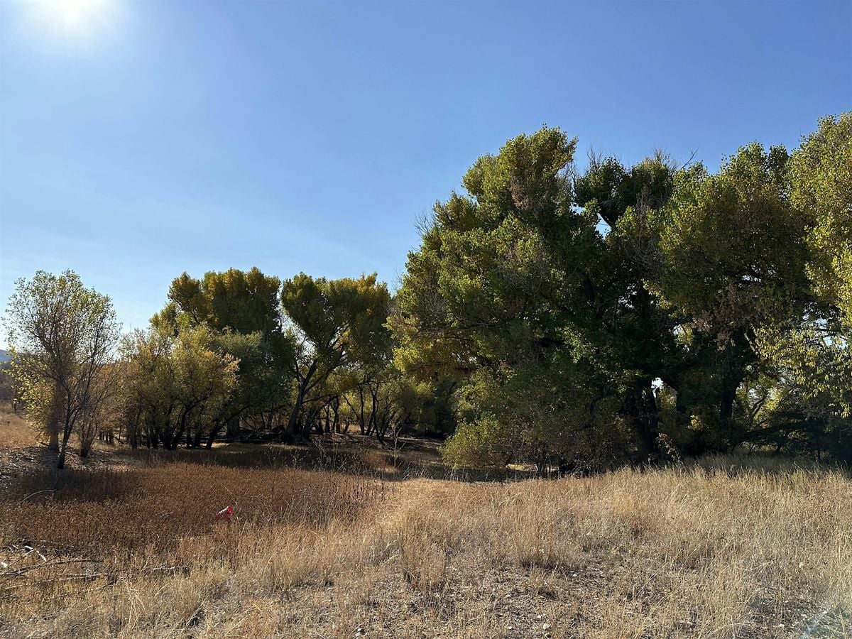 Botany Walk in the Granite Dells, 4077 AZ-89, Prescott, 25 May 2024 ...