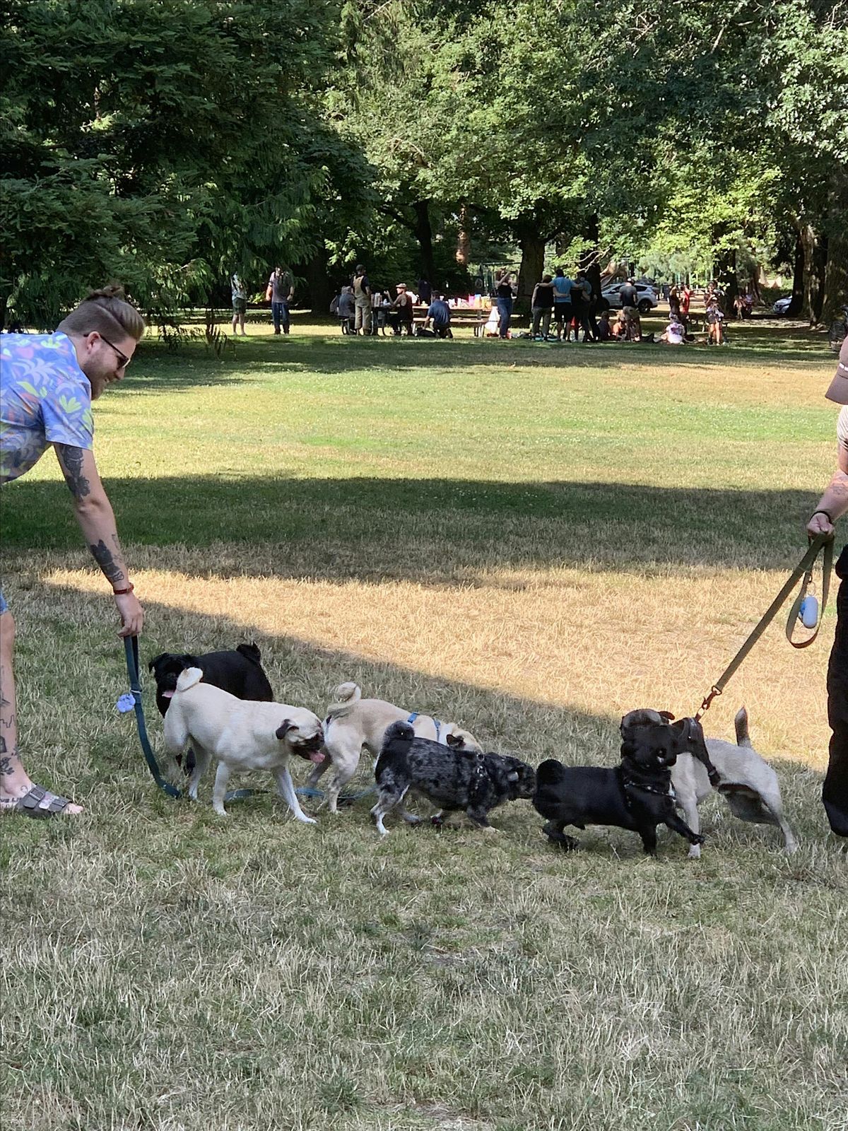 Capitol Hill Pug Meet-Up - April 2024, Volunteer Park, Seattle, 7 April ...