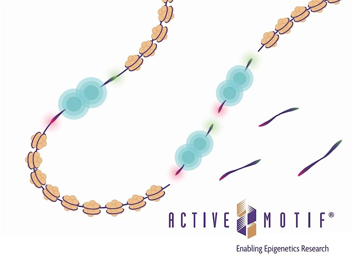 Active Motif Epigenetics Seminar - Choosing The Right Assay, Genentech ...