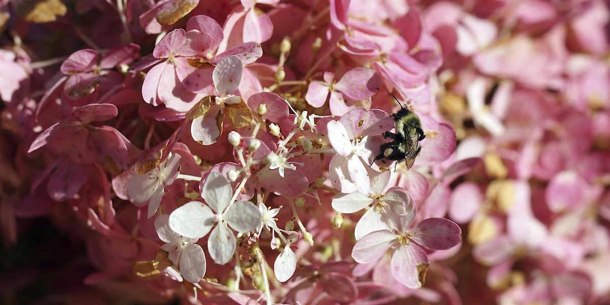 Arboretum Workshop: Panicle Hydrangeas for Pollinators, University of ...