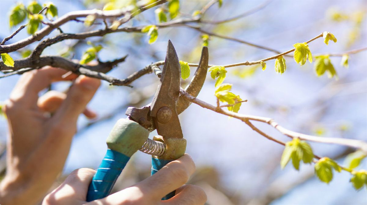 Summer Fruit Tree Pruning, Almar Farm, Splitters Creek, 30 November ...
