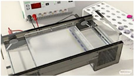ABE An Introduction to DNA manipulation course - MidKent 2024, Midkent ...