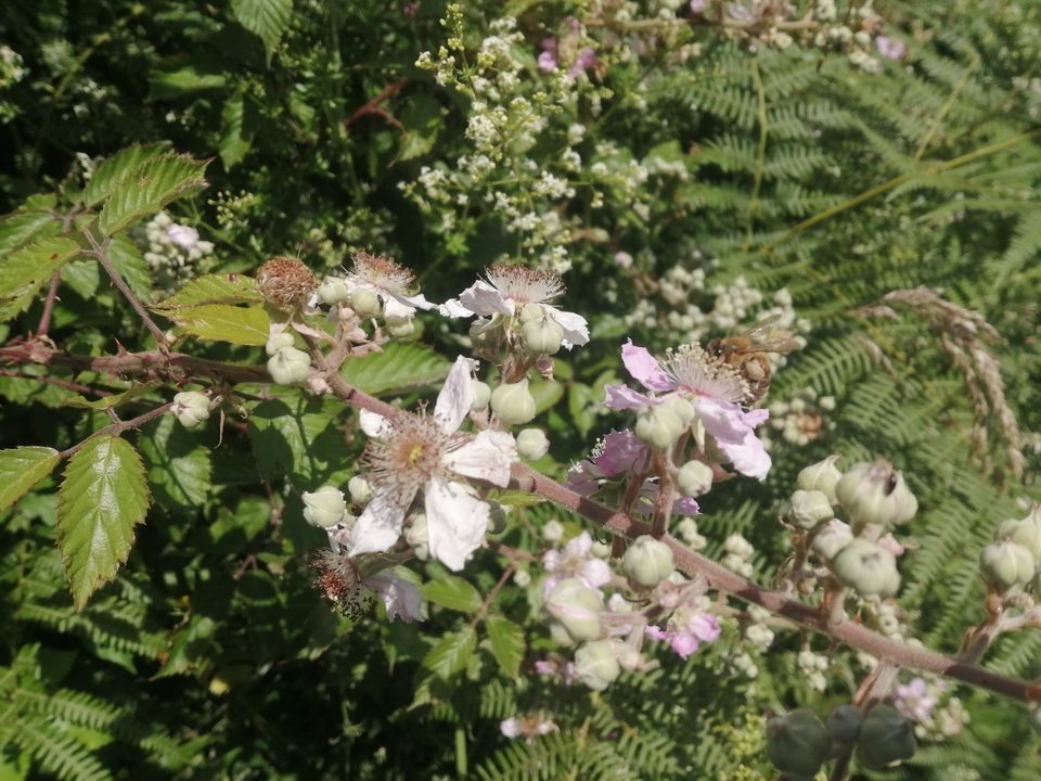 Wild Food Walk and Feast , Staverton, Devon, Totnes, March 17 2024 ...