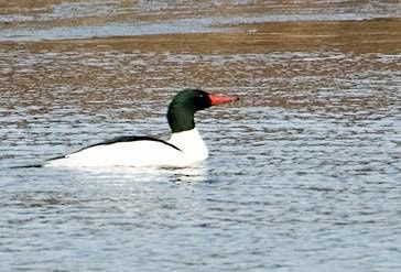 Weequahic Park bird walk, Weequahic Park, Newark, 4 January 2024 ...