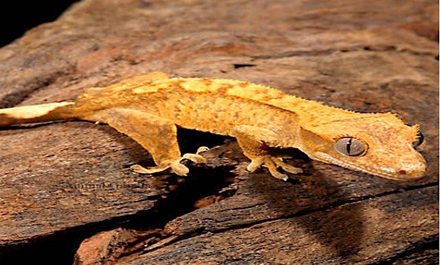 Burpee Museum Carls Critter Corner- Lizards, Burpee Museum of Natural ...