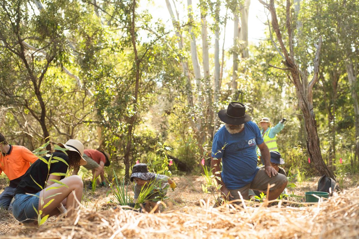 Helen Street Bushcare Community Planting, Willard Weber Foreshore ...