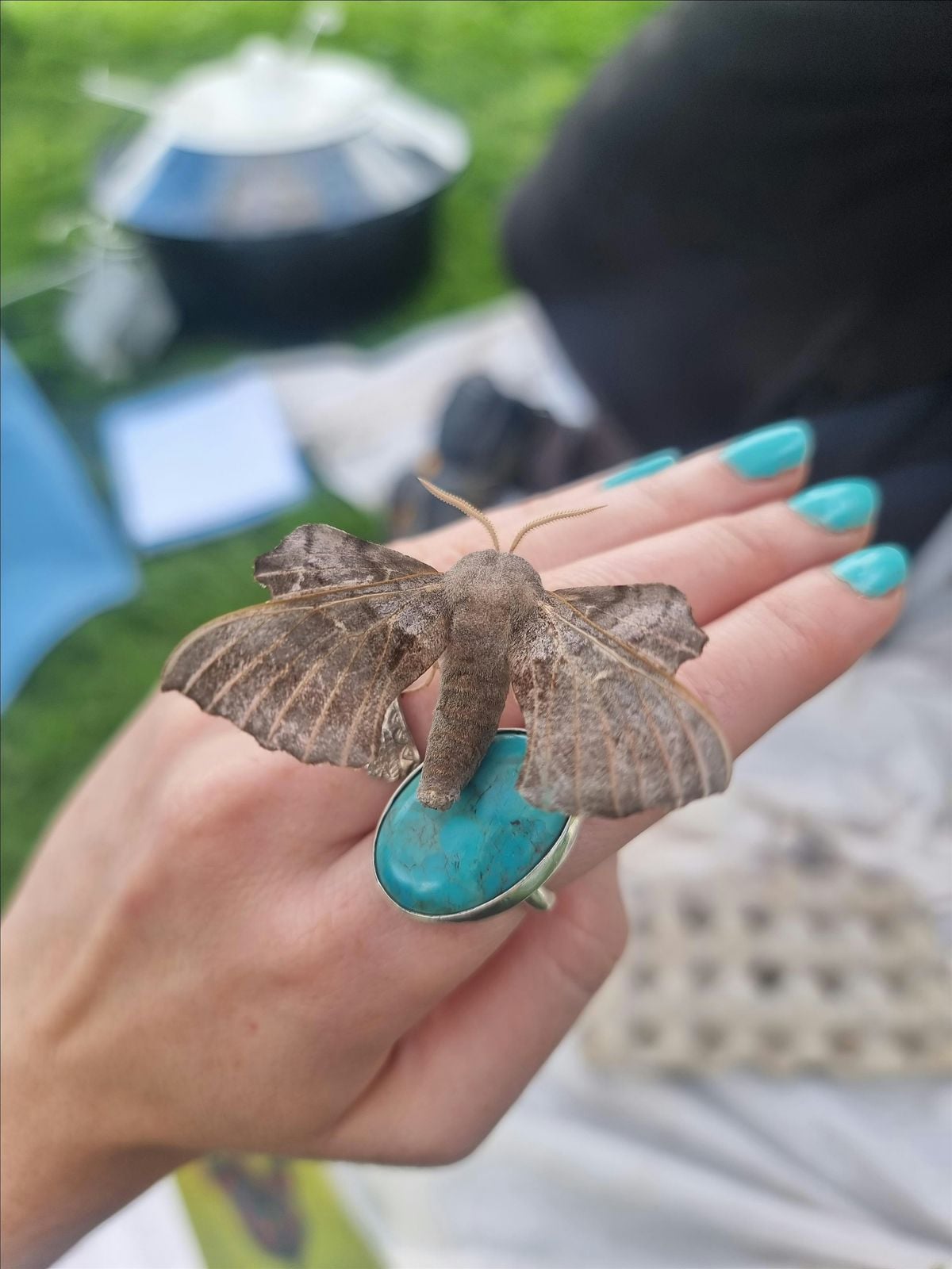 Meet the Marvellous Moths, Pittencrieff Park, Dunfermline, 6 May 2024 | AllEvents