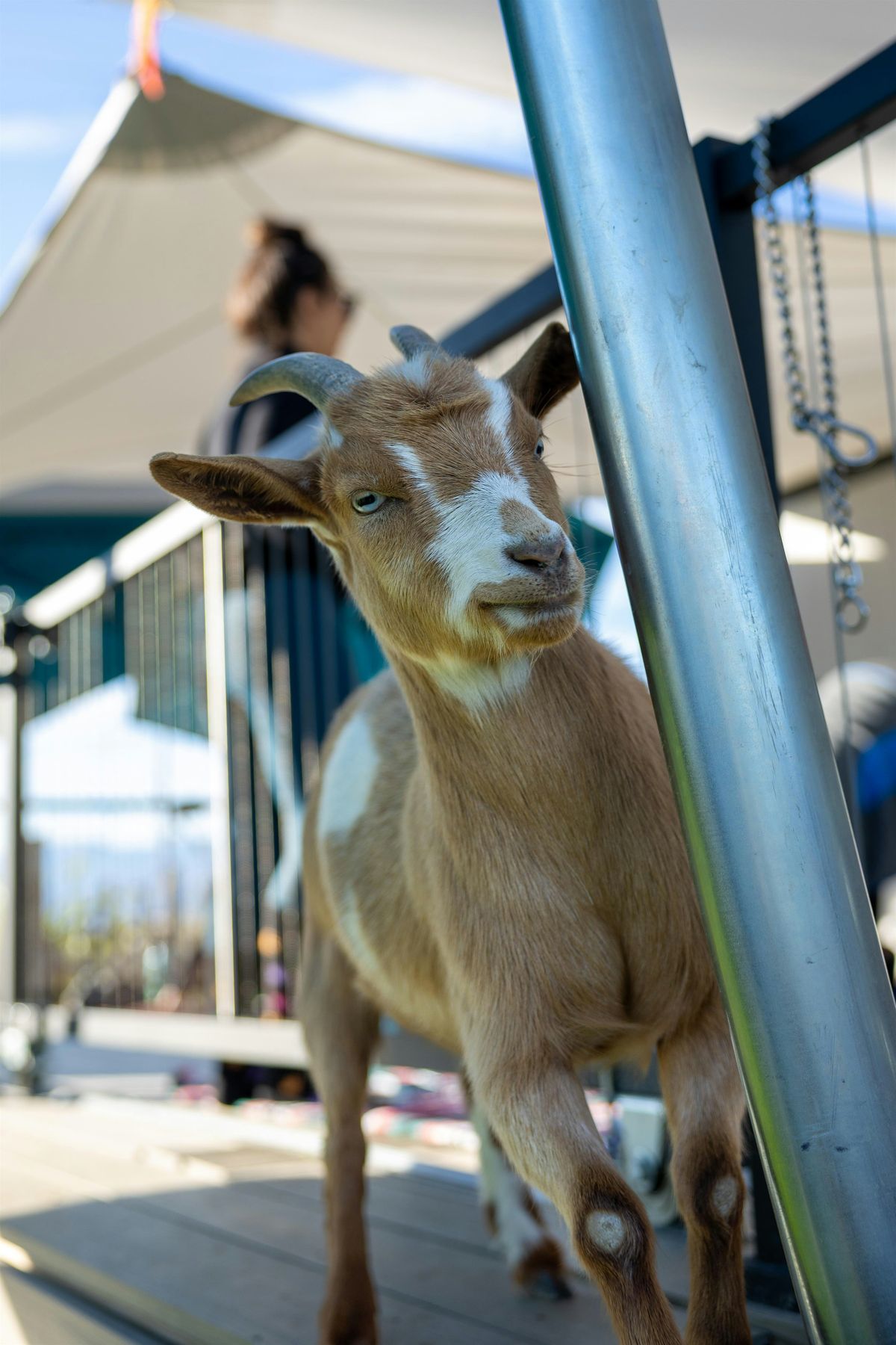 Goat Yoga, Giggling with Goats, Indio, 24 February 2024 | AllEvents