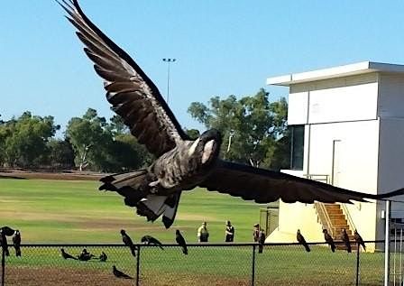 Great Cocky Count Training at Murdoch University, Murdoch University ...