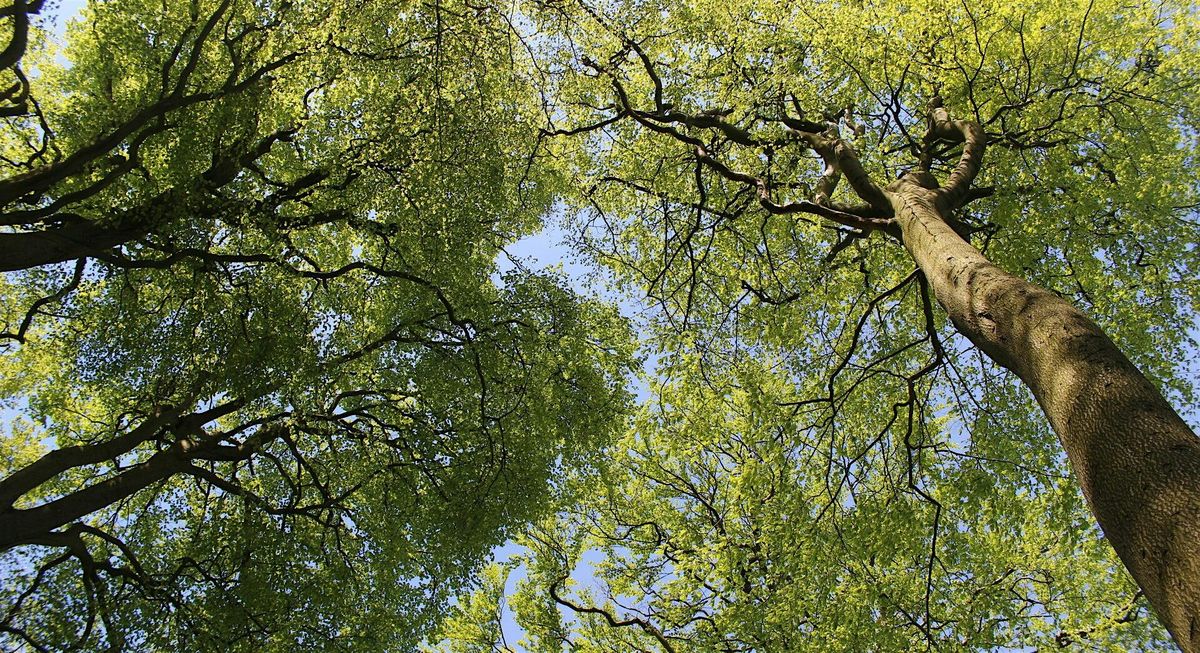 Urban Nature Club at Camley Street Natural Park: Terrific Trees, Camley ...