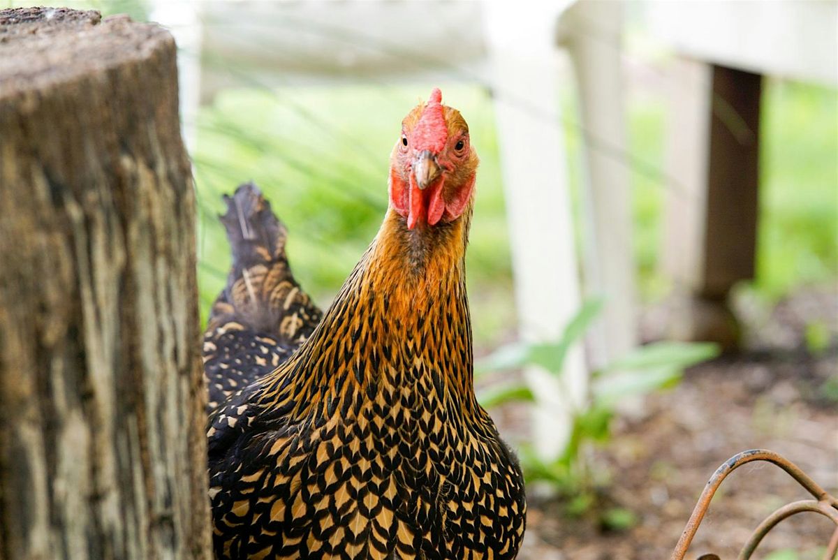 Chickens in Your Backyard, Gorman Heritage Farm: Soil and Stars ...