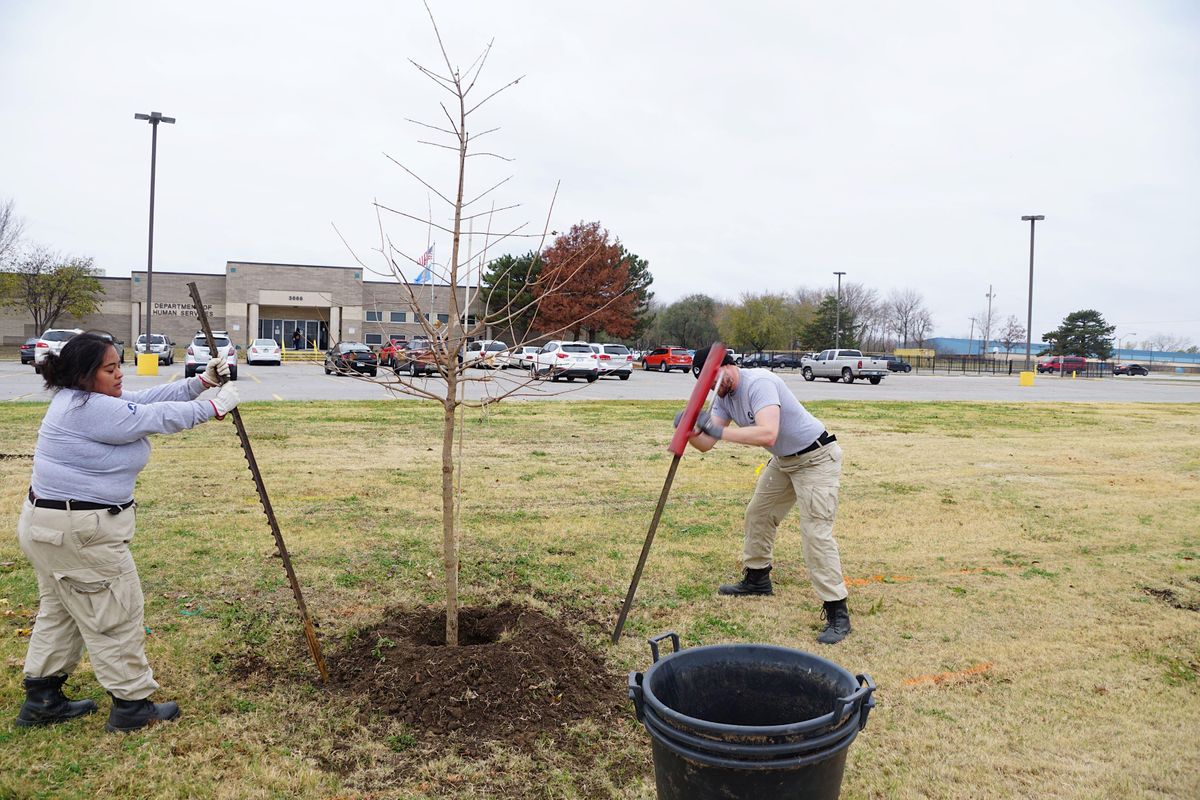 Community Tree Planting at M.L.K. Jr. Boulevard & 36th Street North ...