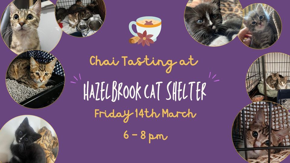 Chai, Cats & Chats at the Shelter, Nauti Studios Blue Mountains ...