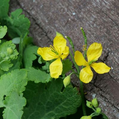 The Whole Wild World Walk - North, Creekside Discovery Centre, London ...