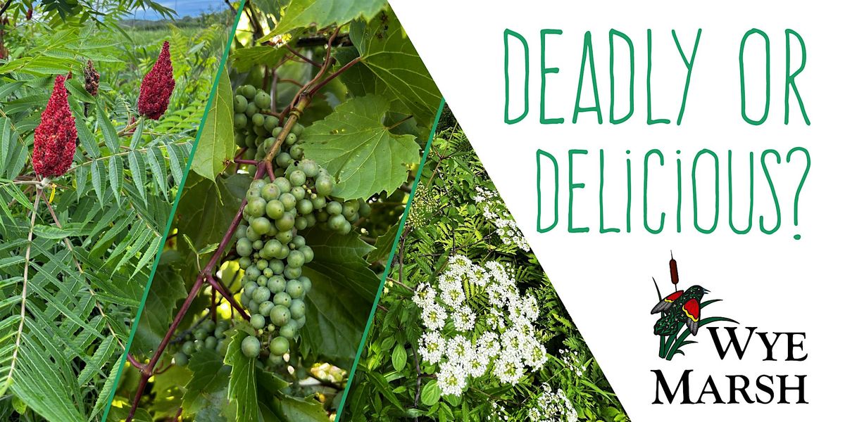 Deadly or Delicious?, Wye Marsh Wildlife Centre, Midland, 10 August ...