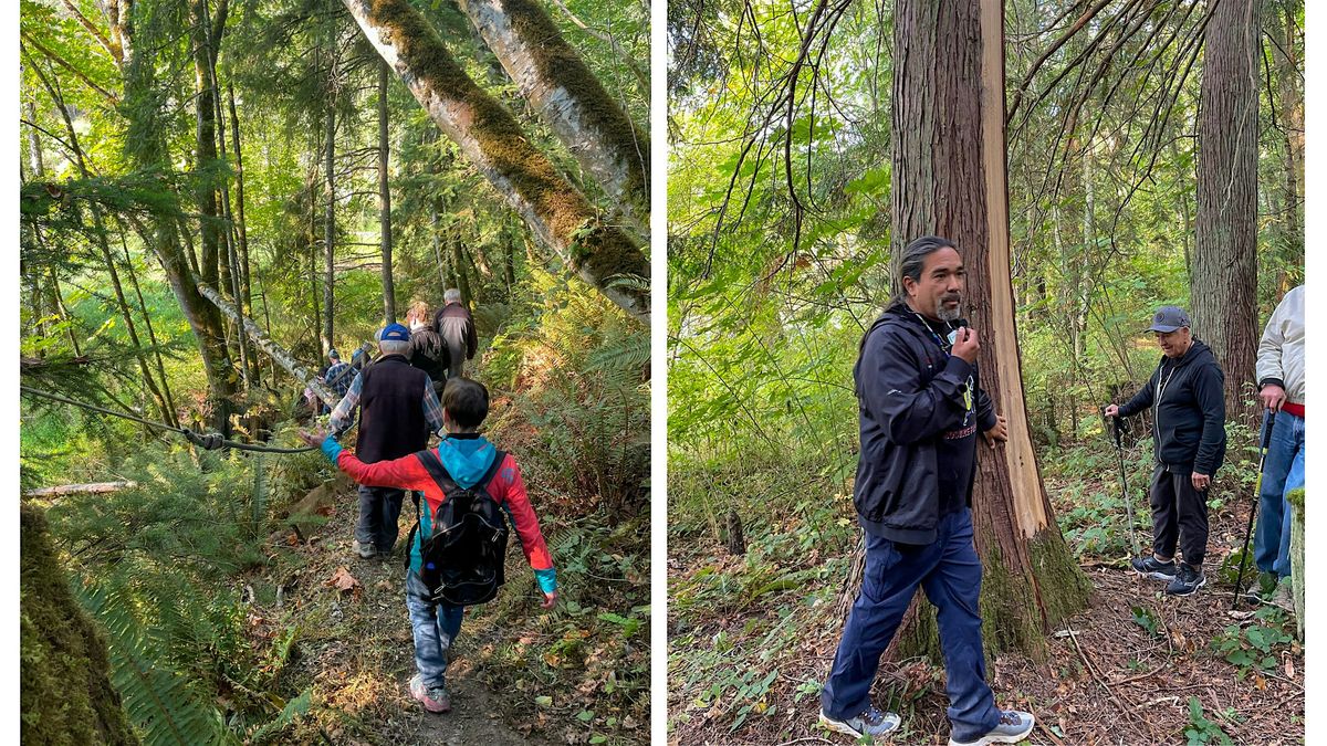 Native Plant Traditional Uses & Cedar Bark Pulling, Brighton Creek ...